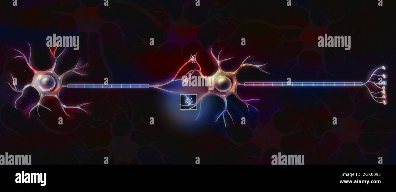 Connection between neurons to allow the transmission of nerve impulses ...