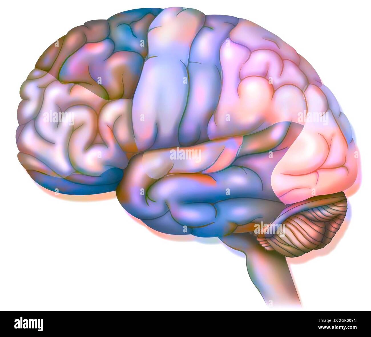 Areas of the brain: prefrontal cortex, premotor cortex and oculomotor ...