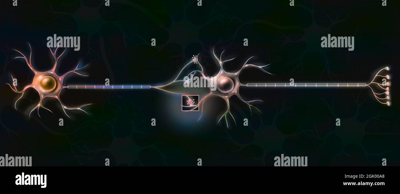 Connection between neurons to allow the transmission of nerve impulses ...