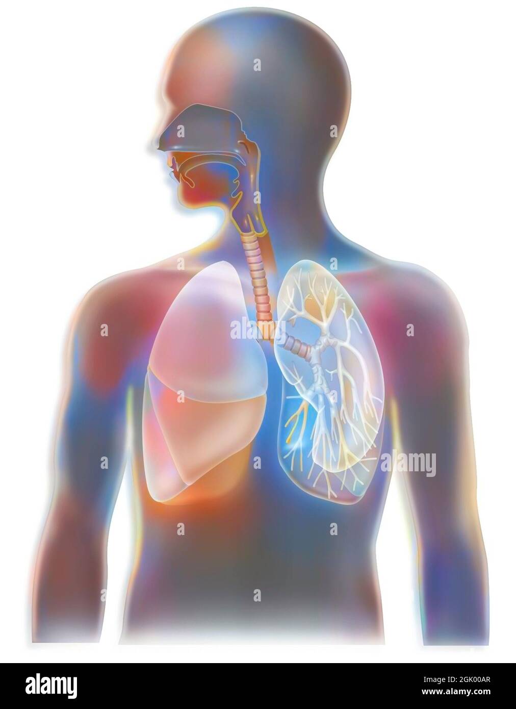 Comparison of regions of the body infected with human and avian ...