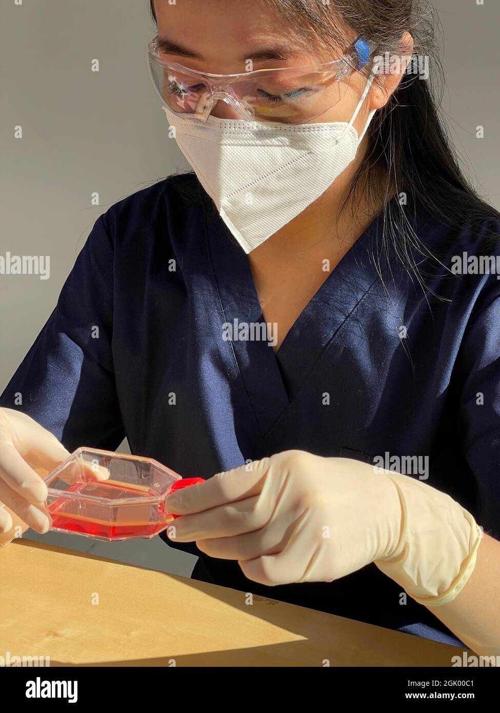 Woman in research laboratory observing a flask of cell culture Stock ...