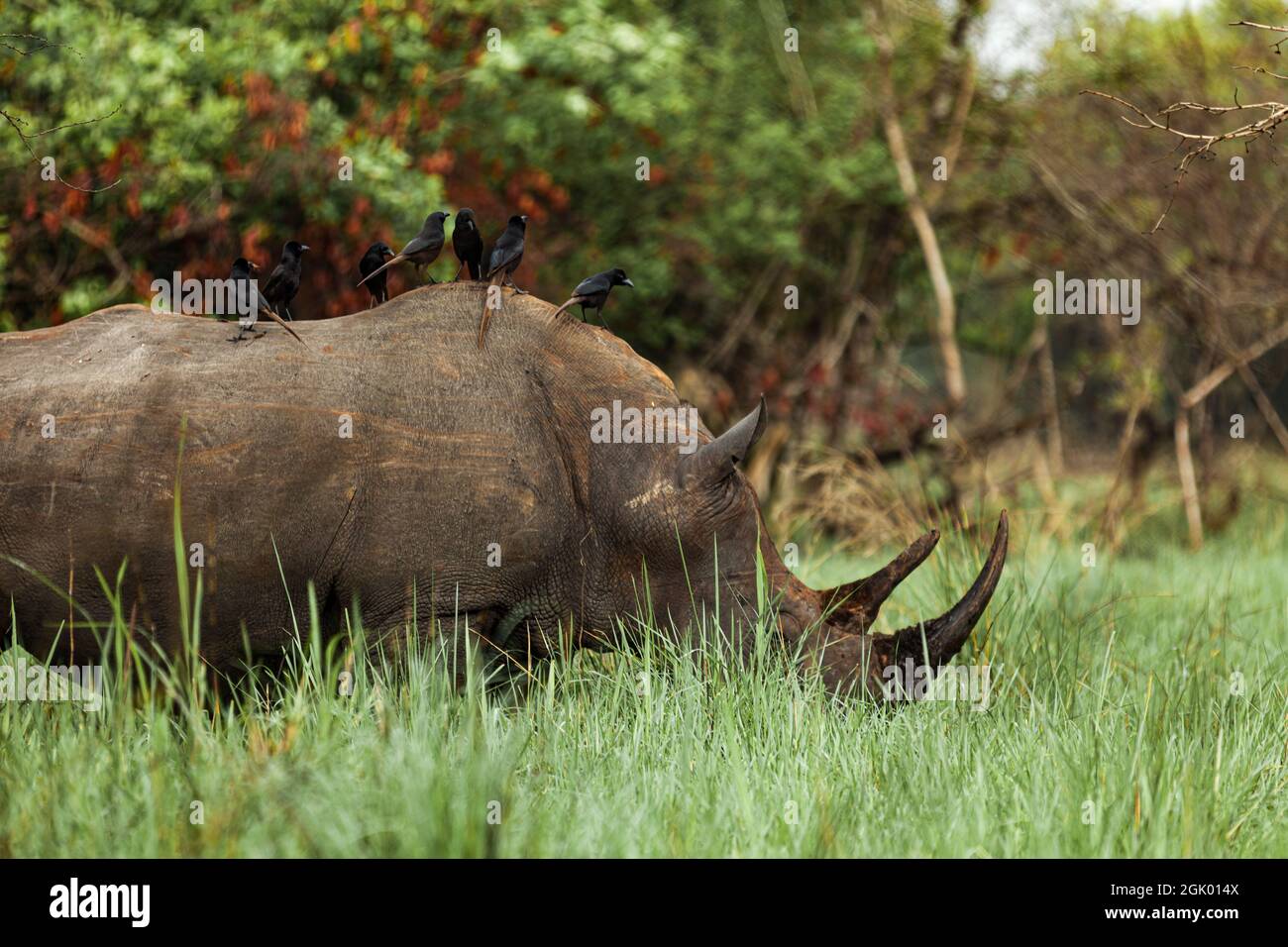 Rhino is grazing with birds sitting on his back. Ziwa Rhino Sanctuary ...