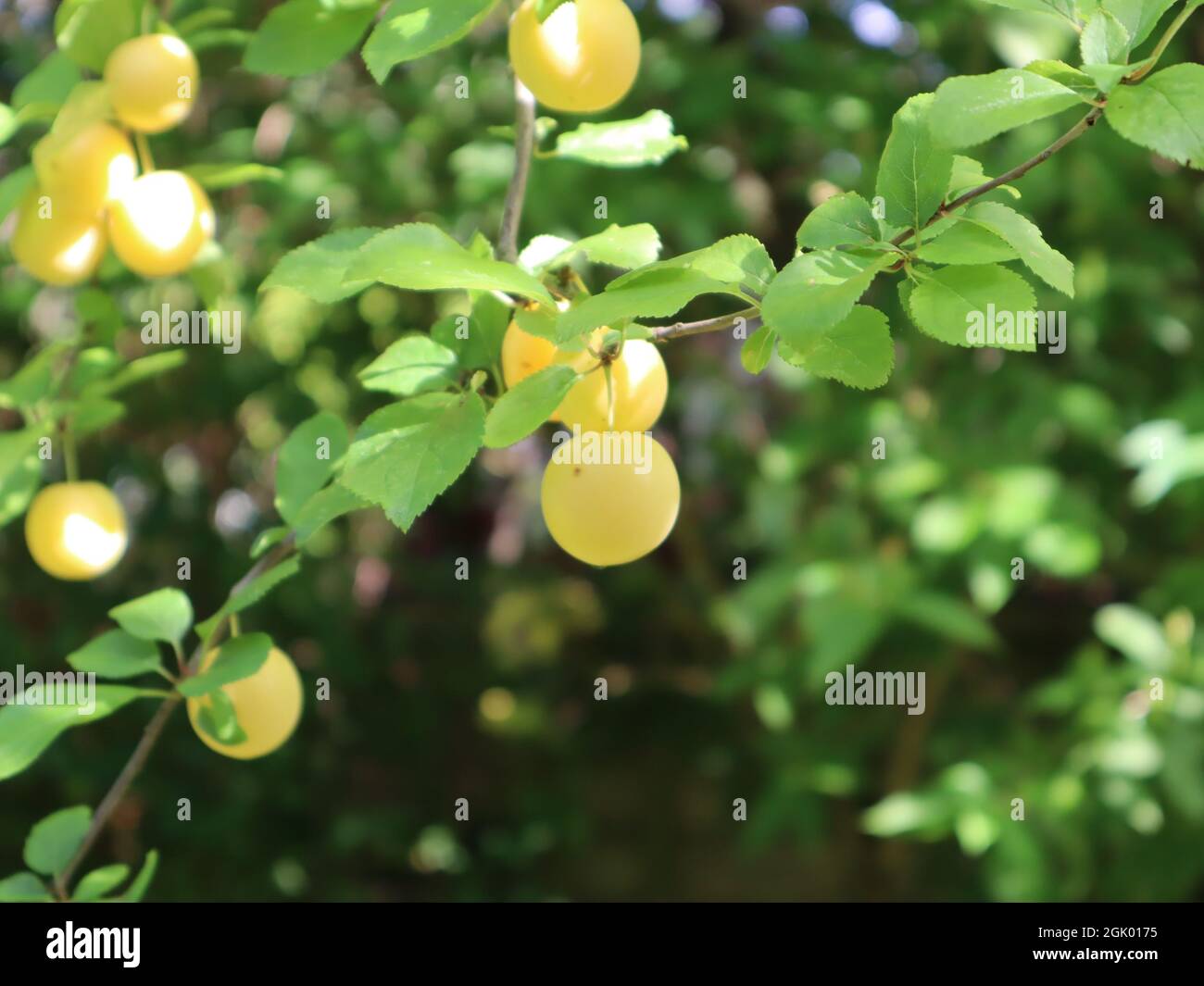 Yellow fruits on ornamental white bullace plum tree in summer in Essex ...