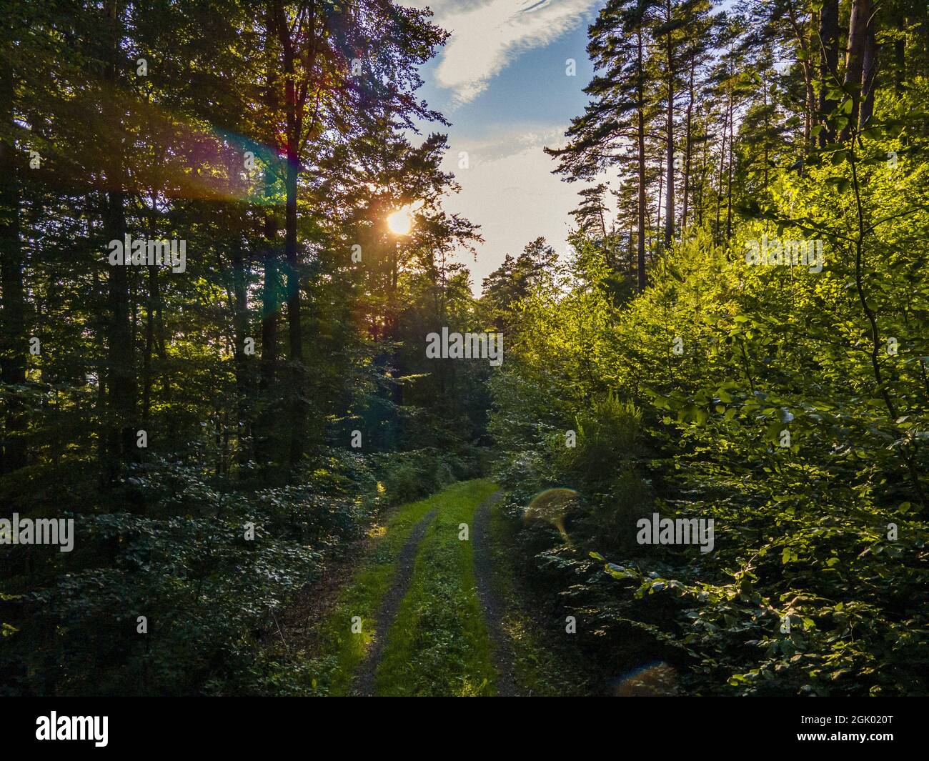 The beaut scenery of trees in the forest with the sun rays during ...