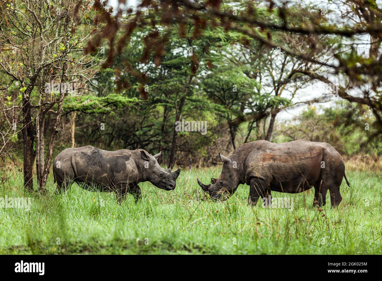 Two rhinos standing in front of each other in Ziwa Rhino Sanctuary ...