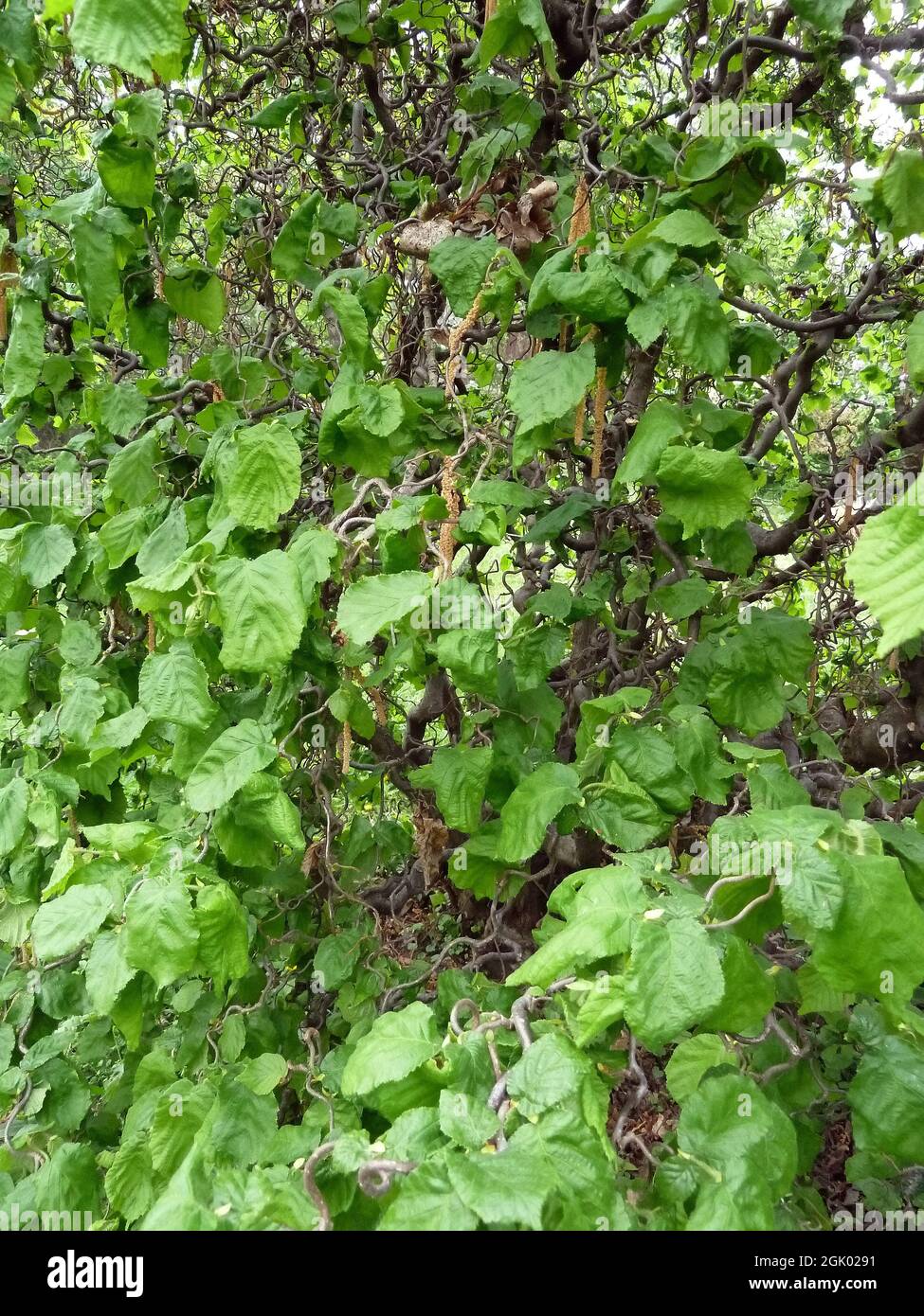 common hazel, Gemeine Hasel, Corylus avellana Contorta, csavart mogyoró ...
