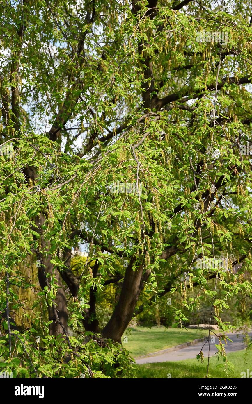 Carpinus betulus pendula hi-res stock photography and images - Alamy