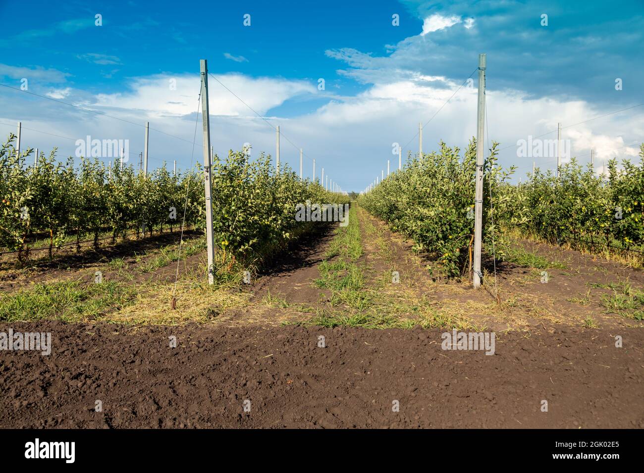 Apple tree seedlings in the nursery on drip irrigation Stock Photo - Alamy