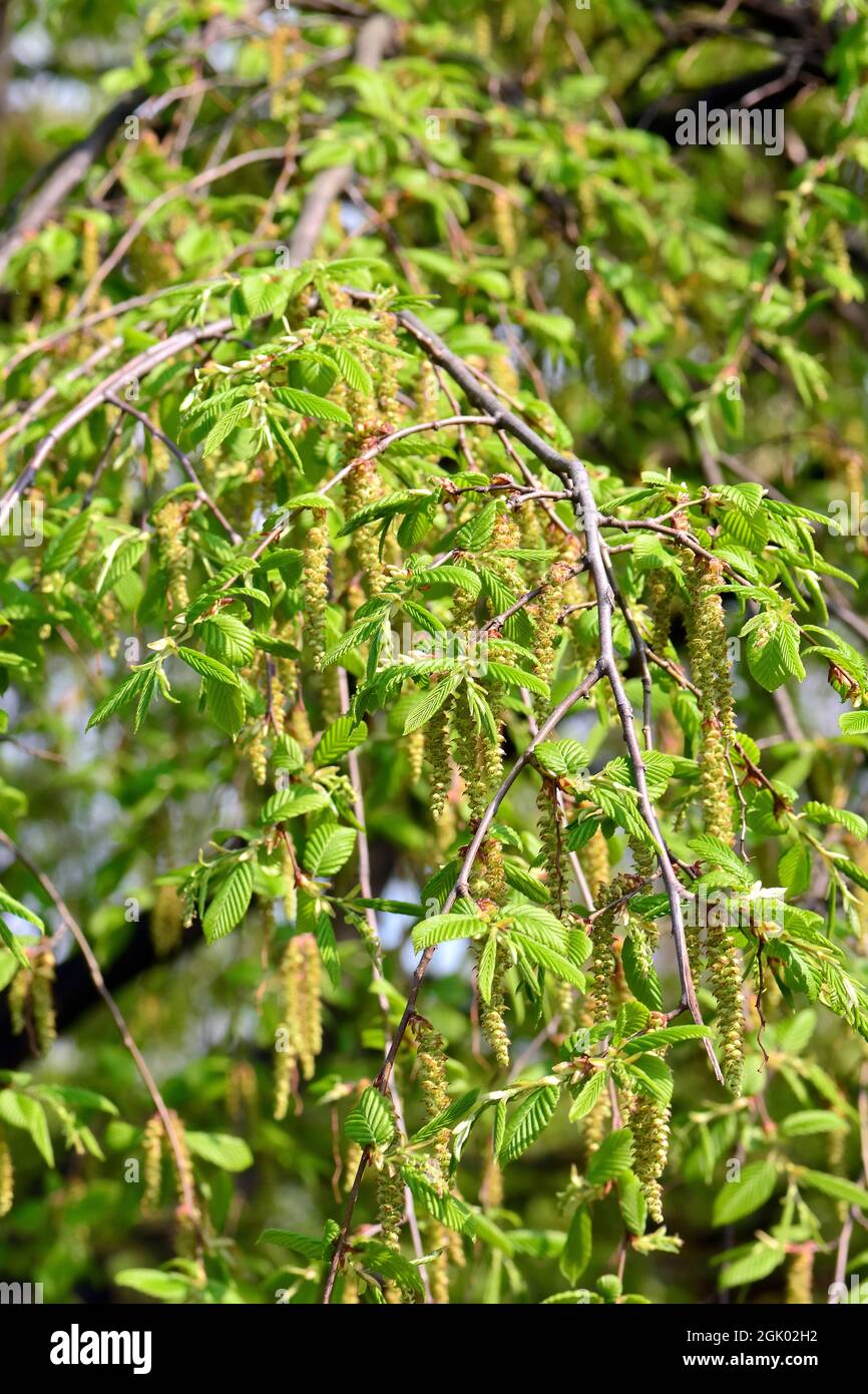 Carpinus betulus pendula hi-res stock photography and images - Alamy
