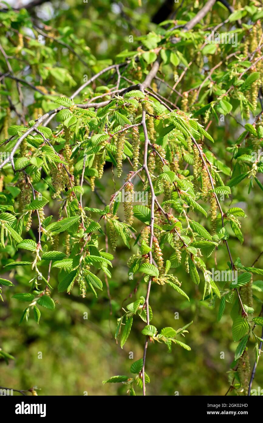 Carpinus betulus pendula hi-res stock photography and images - Alamy