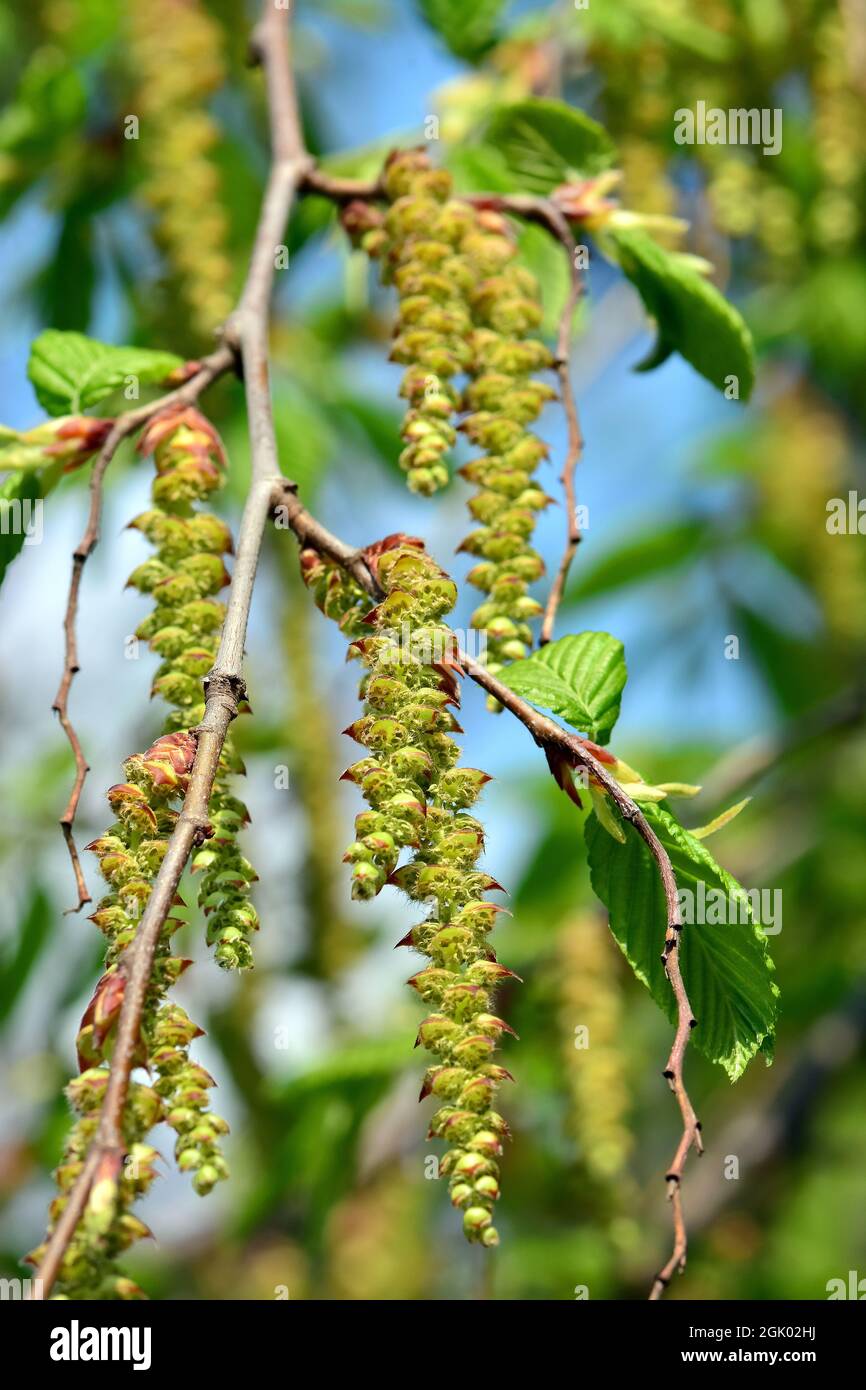 European or common hornbeam, Hainbuche, Weißbuche, Hagebuche oder ...