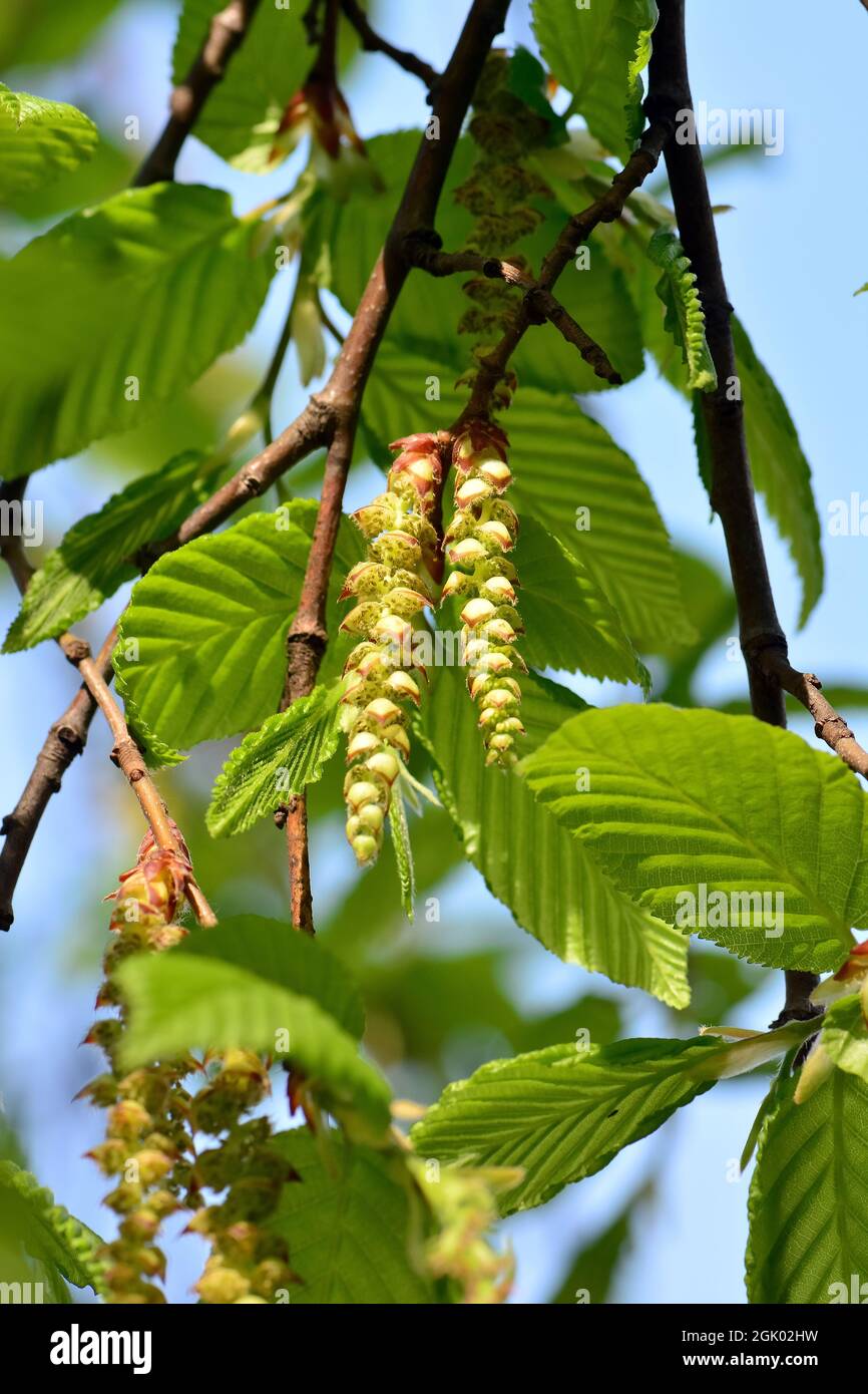 European or common hornbeam, Hainbuche, Weißbuche, Hagebuche oder ...
