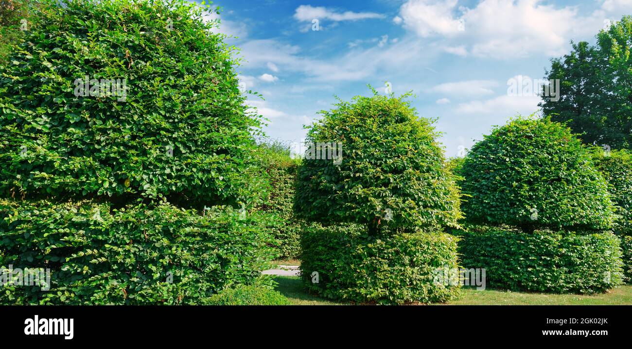Hedges and ornamental shrub in a summer park. A bright sunny day. Wide ...