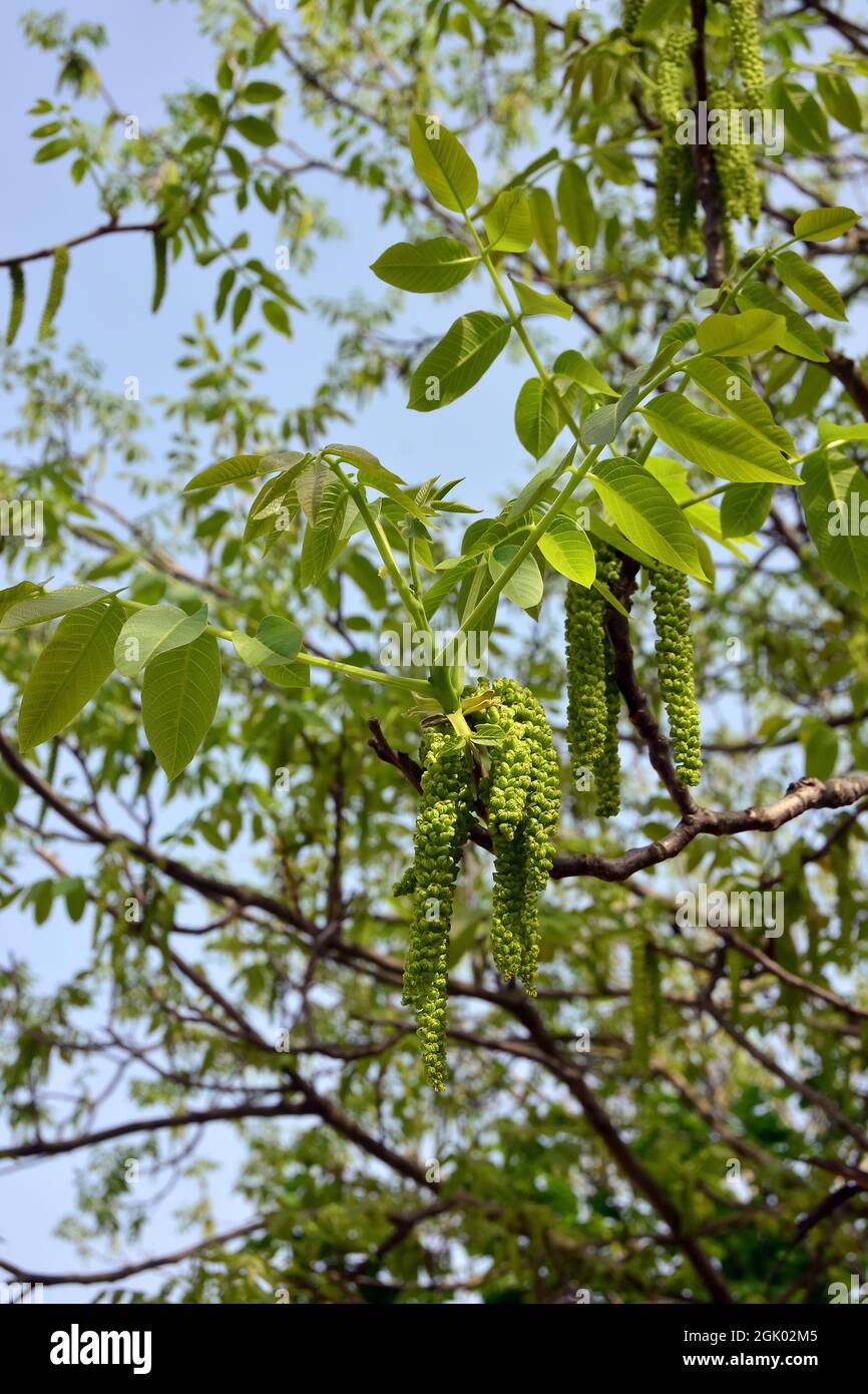 Persian walnut, English walnut, Carpathian walnut, Madeira walnut ...