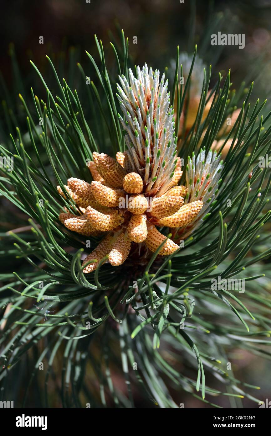 Scots pine, Waldkiefer, Pinus sylvestris, erdeifenyő, Hungary ...