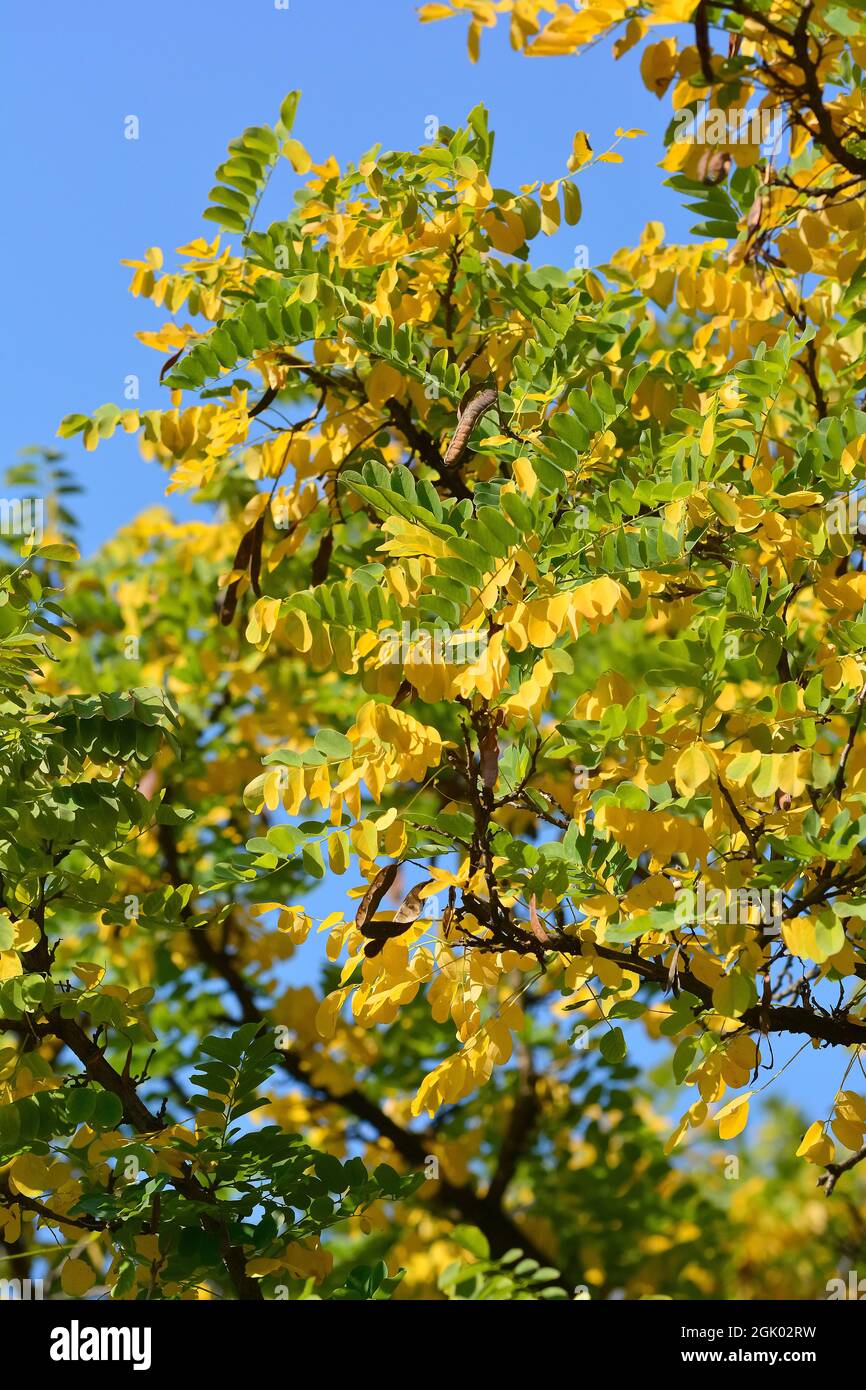 Robinia pseudoacacia robinie hi-res stock photography and images - Alamy