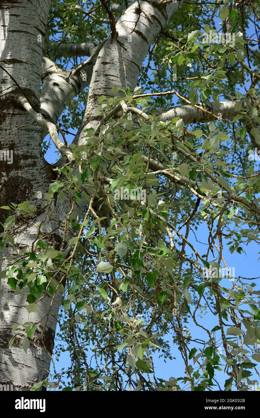Feuille de peuplier hi-res stock photography and images - Alamy