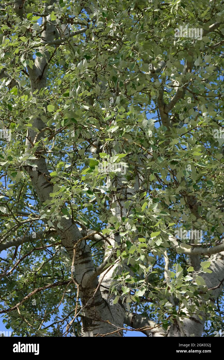 silver poplar, white poplar, Silber-Pappel, Weiß-Pappel, Peuplier blanc ...