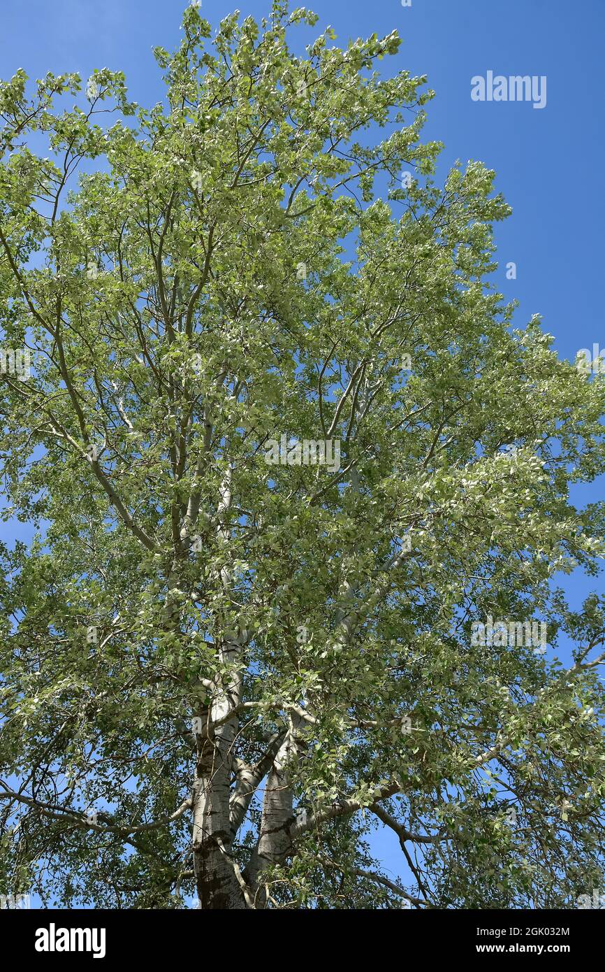Feuille de peuplier hi-res stock photography and images - Alamy