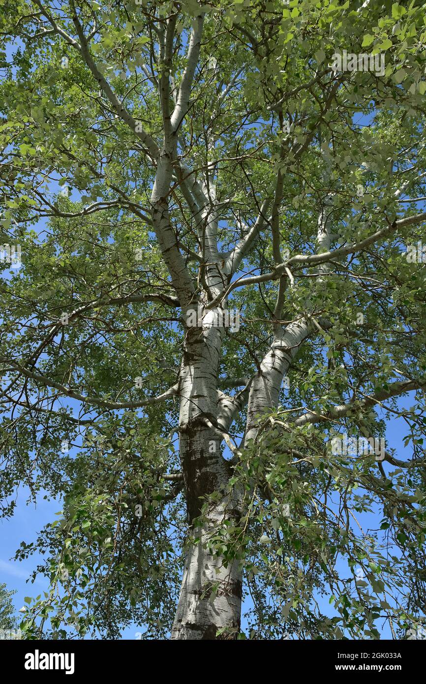 silver poplar, white poplar, Silber-Pappel, Weiß-Pappel, Peuplier blanc ...