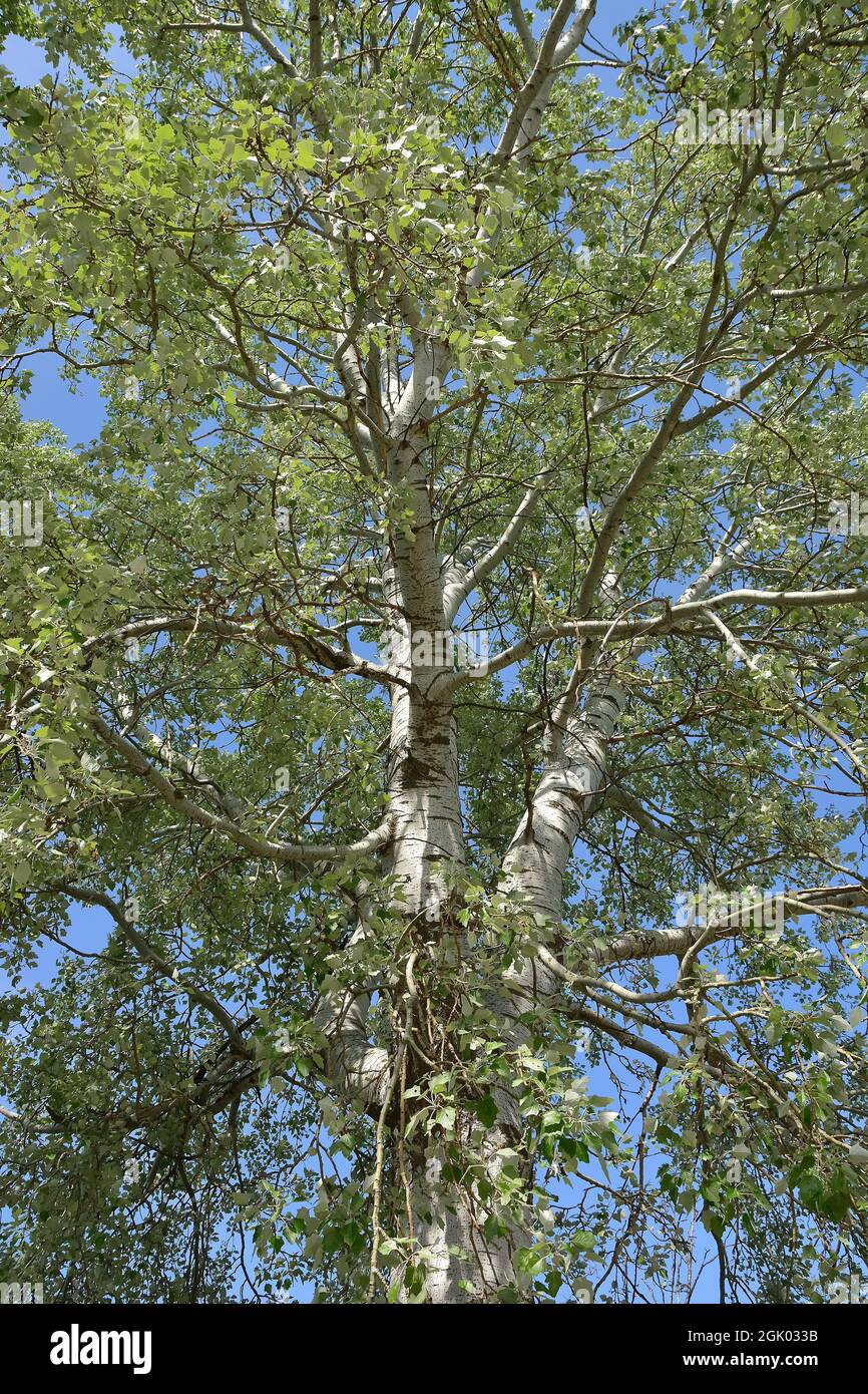 silver poplar, white poplar, Silber-Pappel, Weiß-Pappel, Peuplier blanc ...