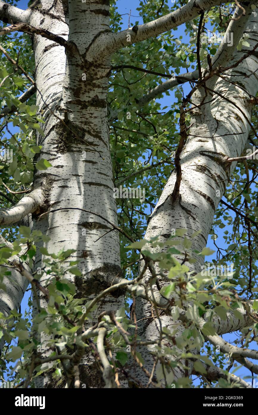 Silber pappel hi-res stock photography and images - Alamy