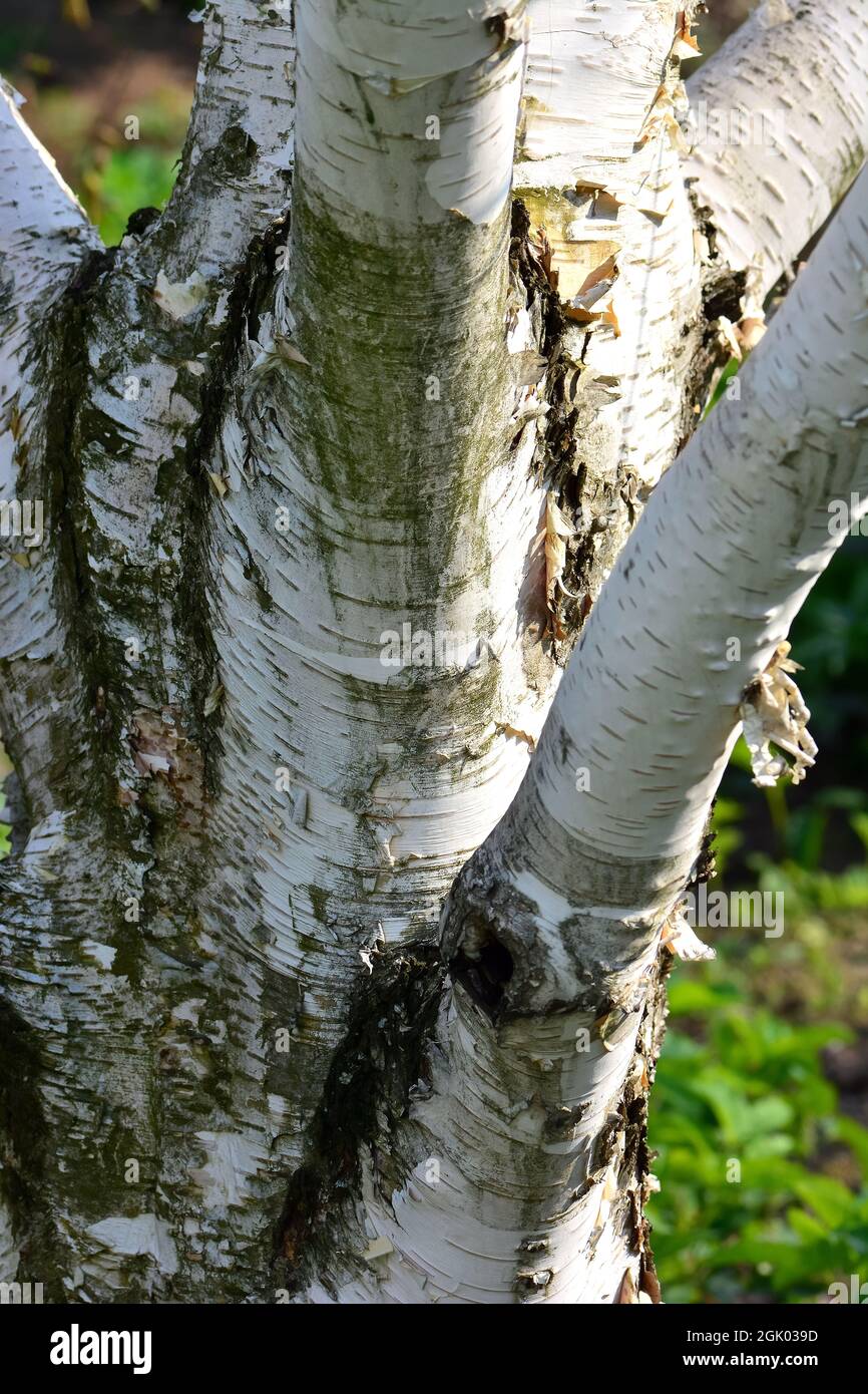 Himalajai nyir hi-res stock photography and images - Alamy