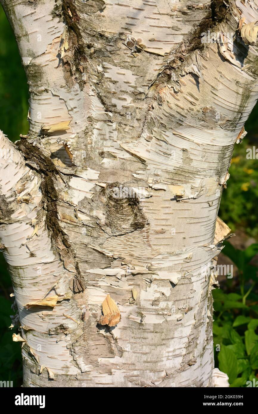 Birke hi-res stock photography and images - Alamy