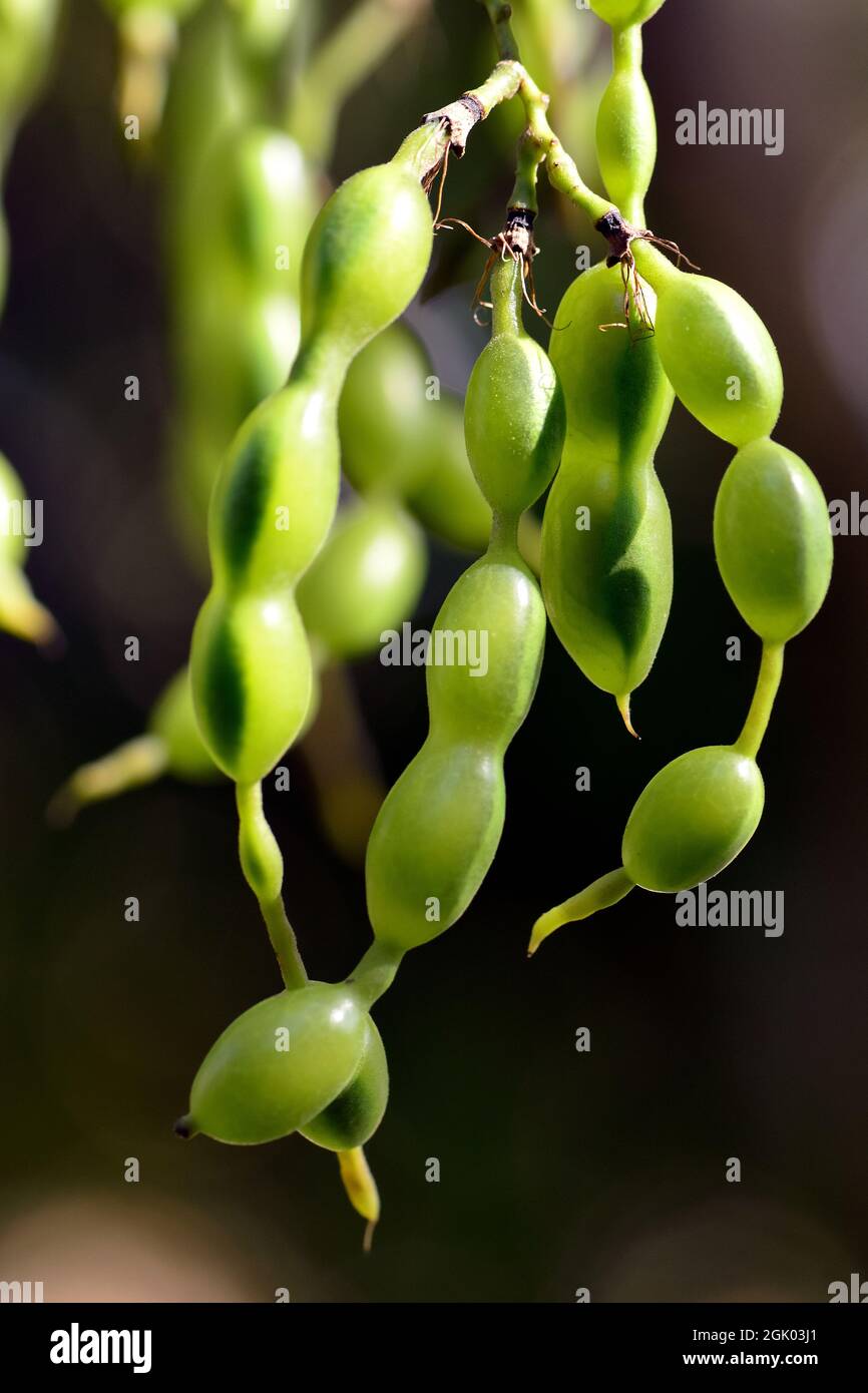 Japanese pagoda tree, Japanischer Schnurbaum, Sophora du Japon ...