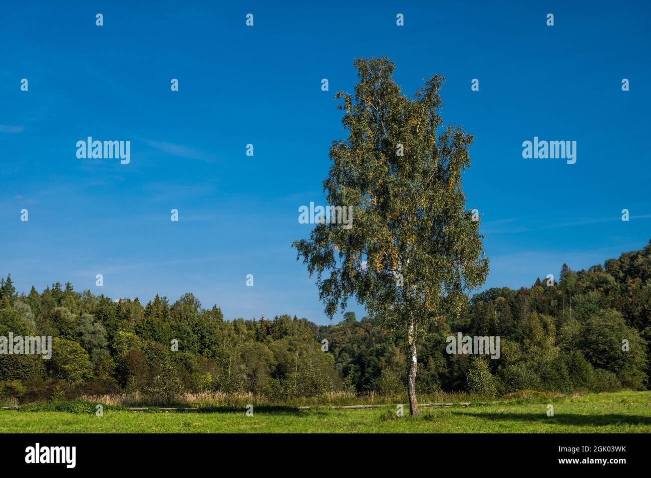 Scenic landscape of nature in september. Birch tree with green and ...