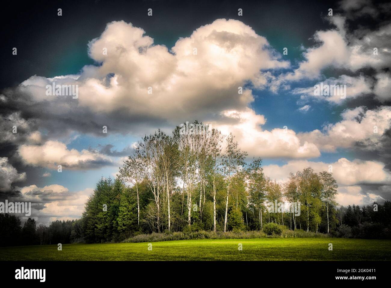 Copse spinney hi-res stock photography and images - Alamy