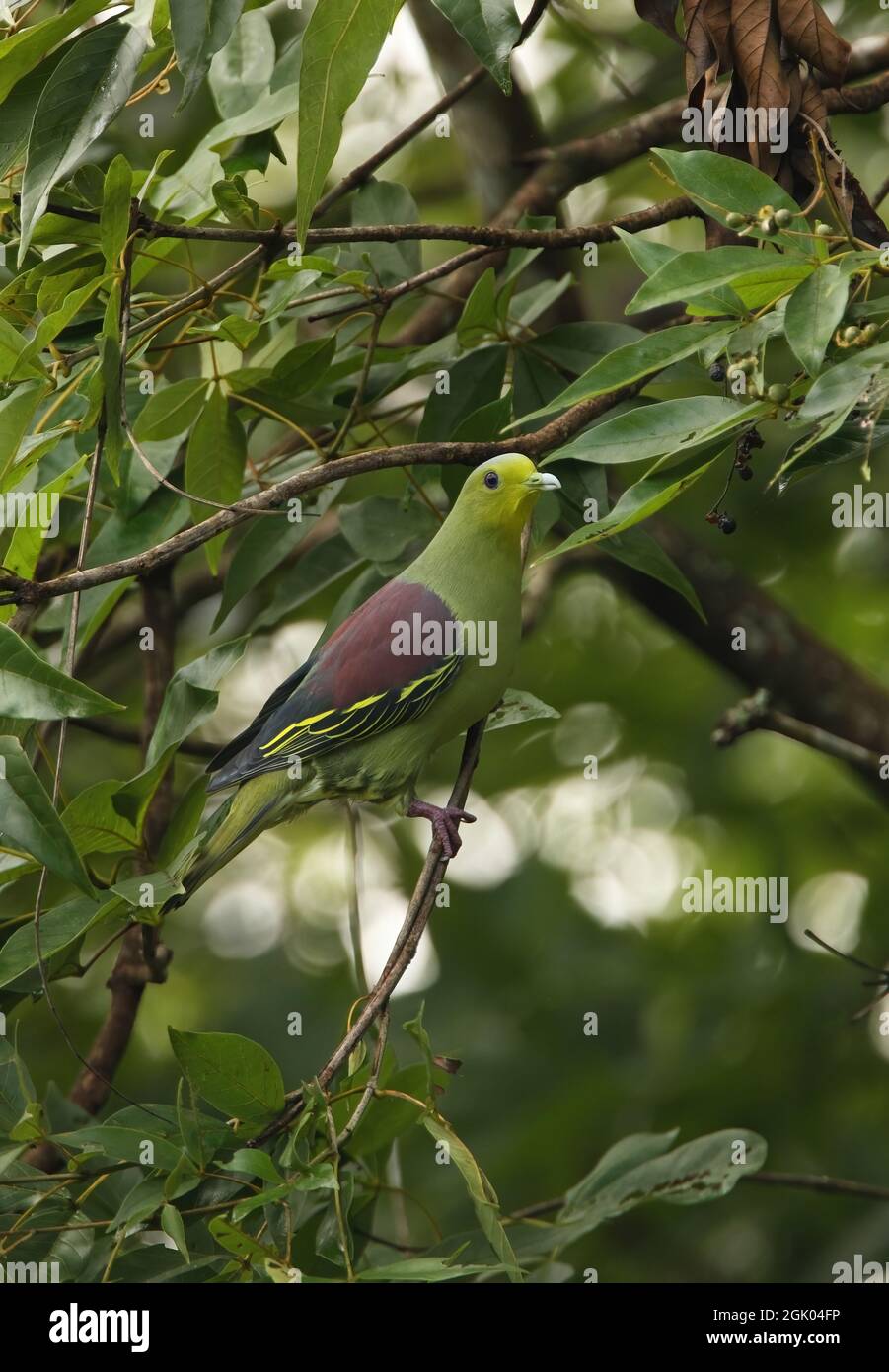 Sri Lanka Green-pigeon (Treron pompadora) adult male perched in tree ...