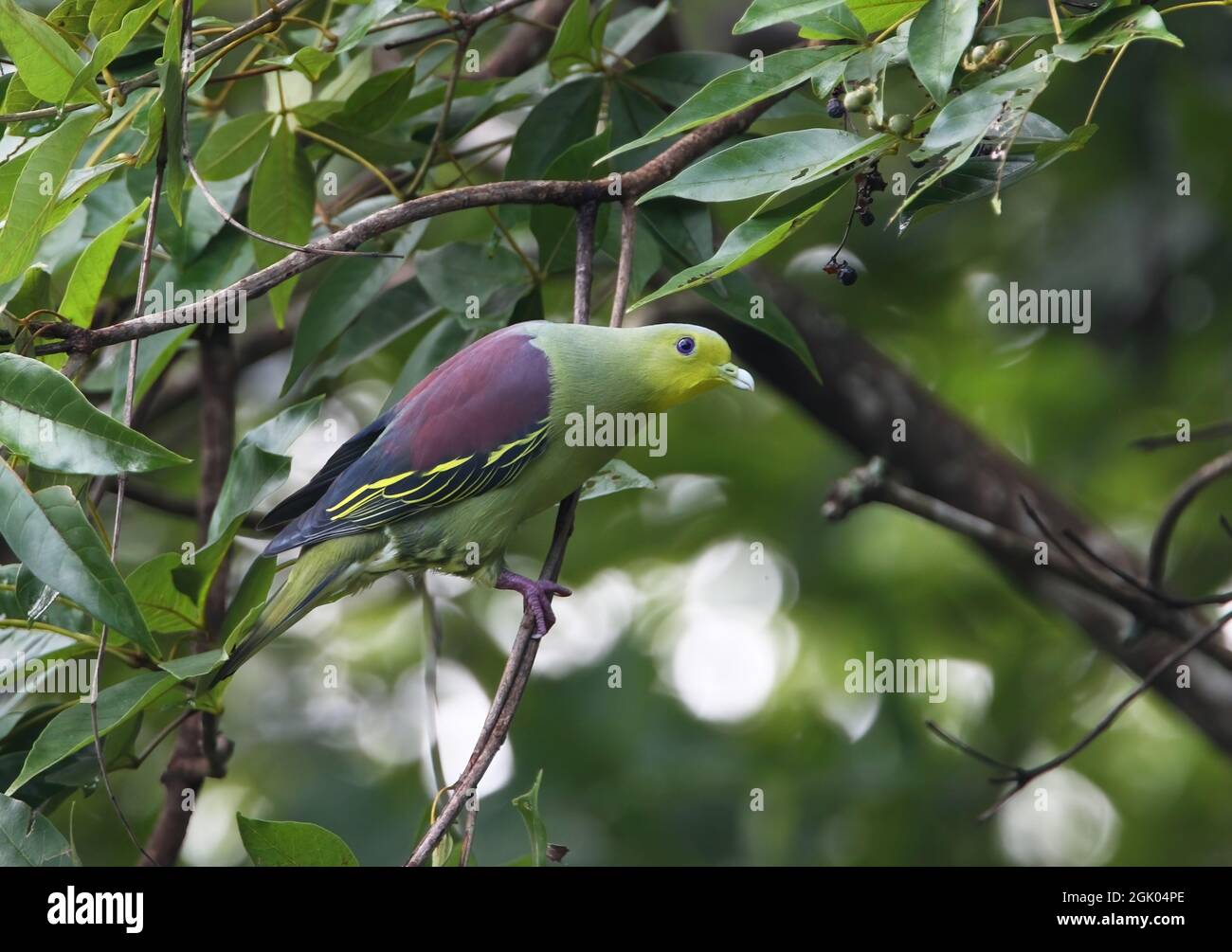 Sri Lanka Green-pigeon (Treron pompadora) adult male perched in tree ...