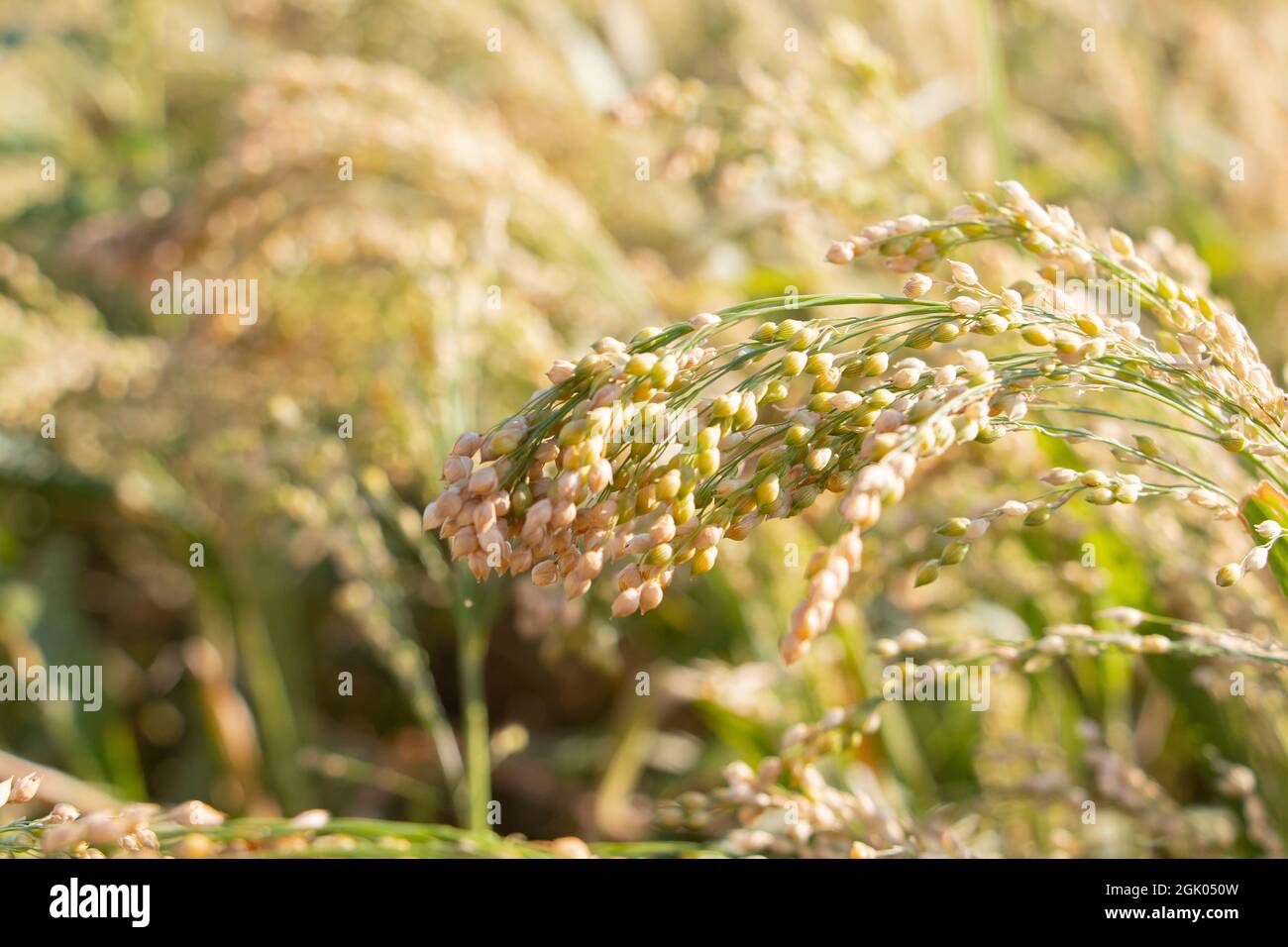 Ripe millet crops in the fields. Healthy food Stock Photo - Alamy