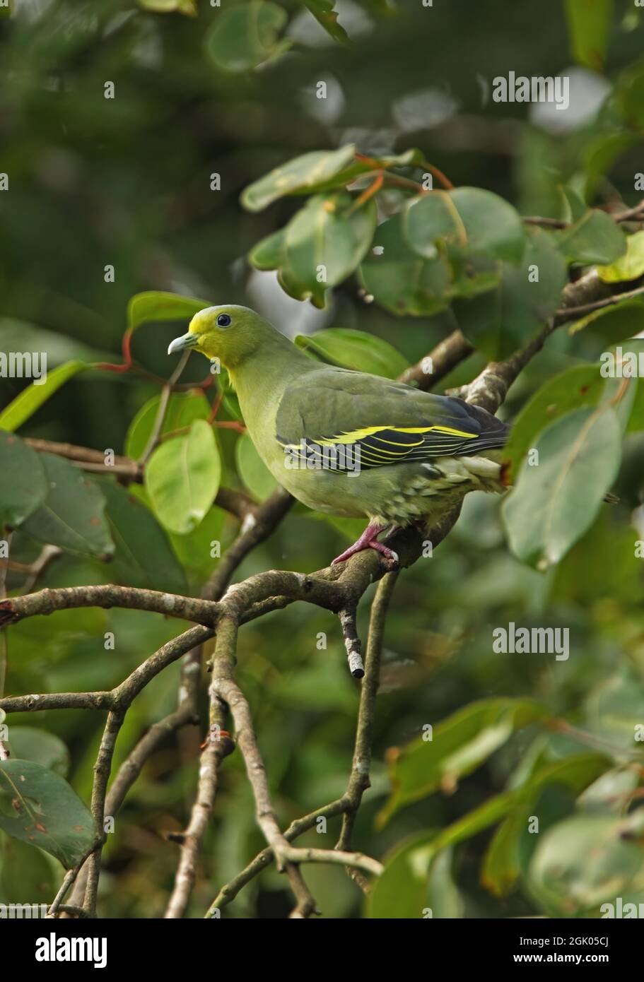 Sri Lanka Green-pigeon (Treron pompadora) adult female perched in tree ...