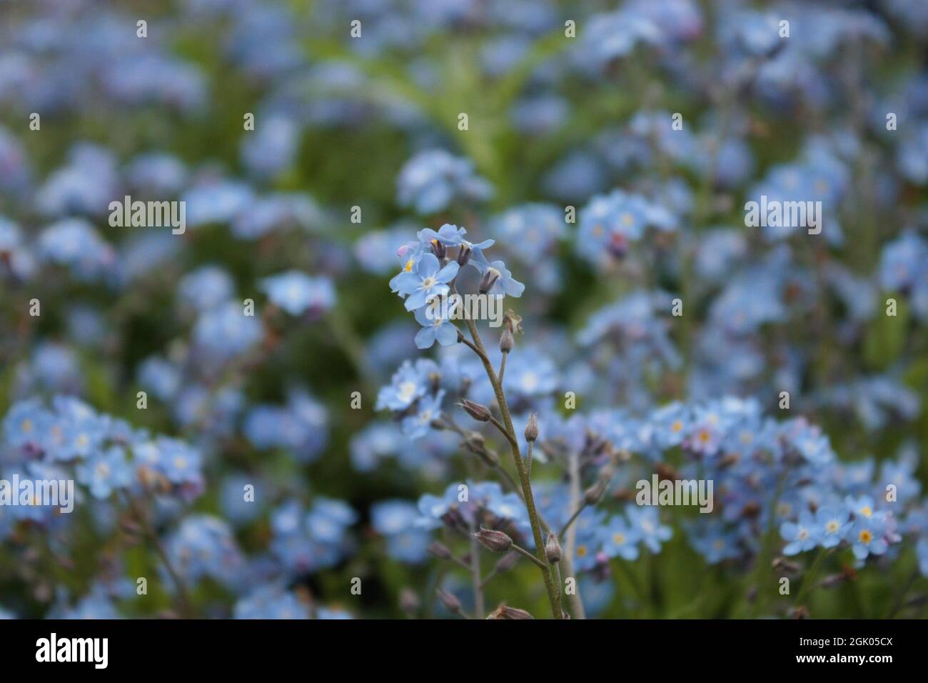 field of forget-me-nots with one flower in focus Stock Photo - Alamy