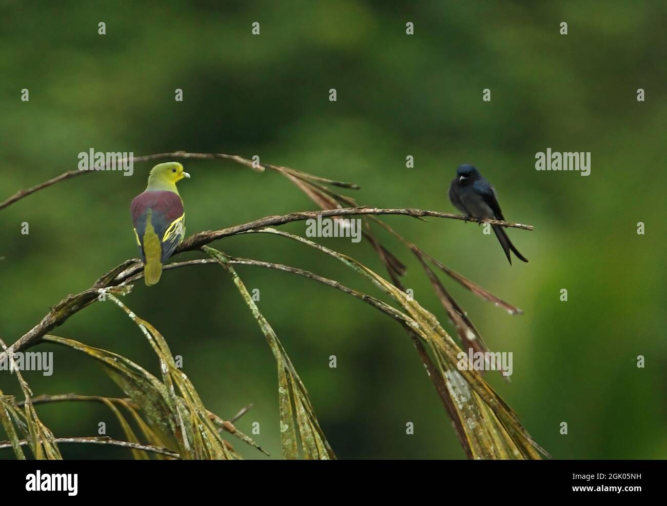 Sri Lanka Green-pigeon (Treron pompadora) and White-vented Drongo ...