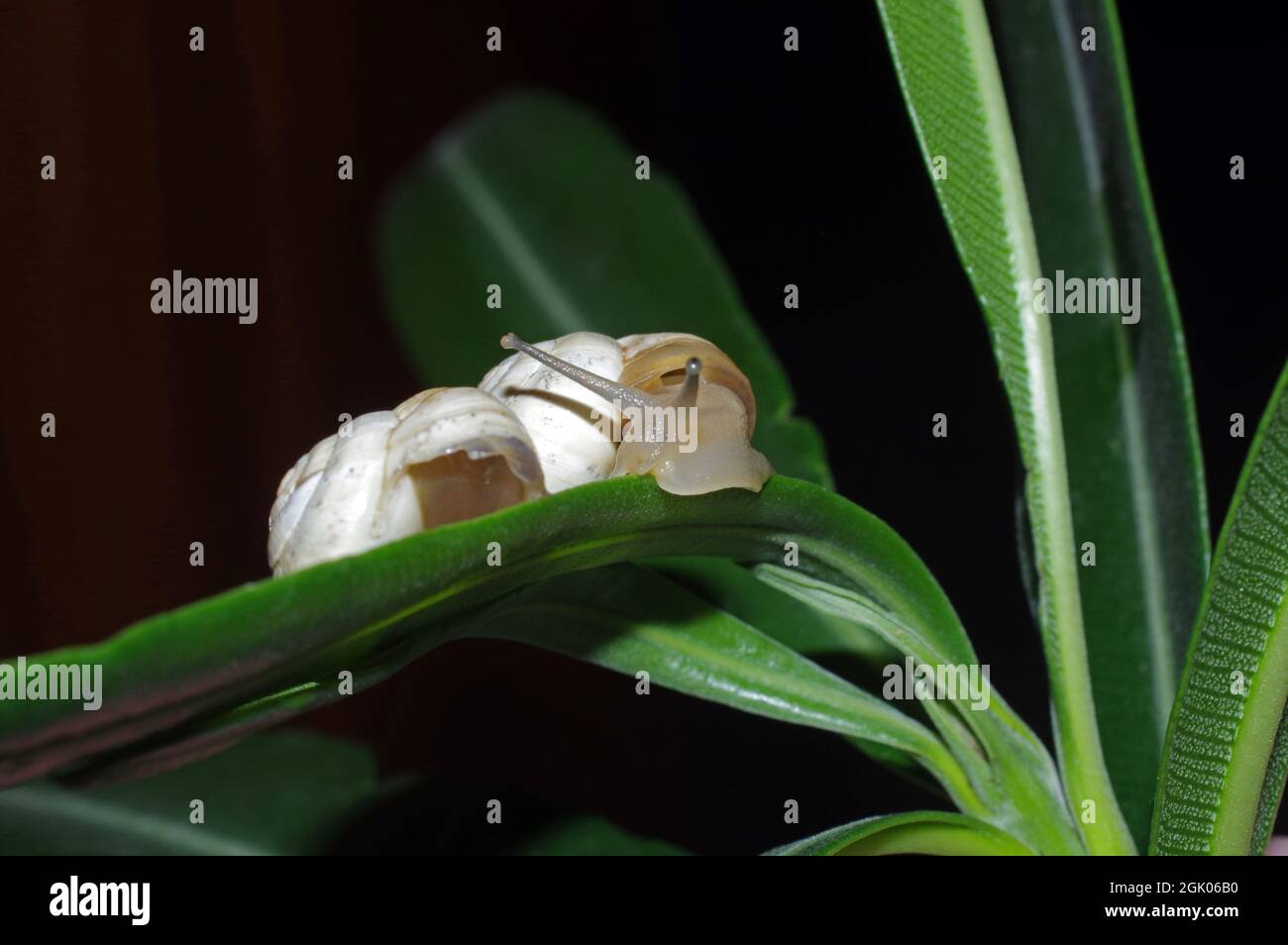 Little snail in nature close-up Stock Photo - Alamy