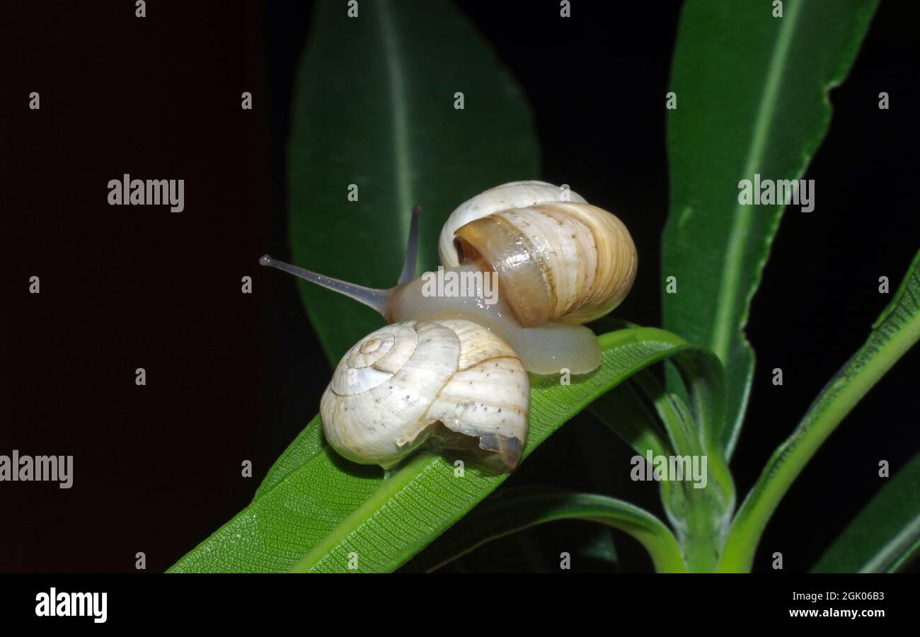 Little snail in nature close-up Stock Photo - Alamy