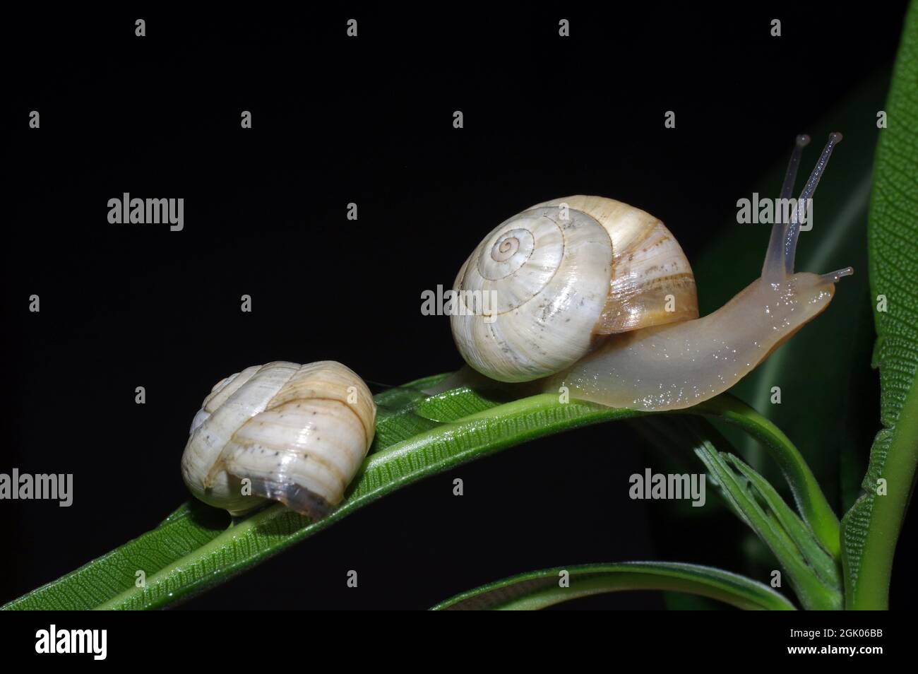 Little snail in nature close-up Stock Photo - Alamy