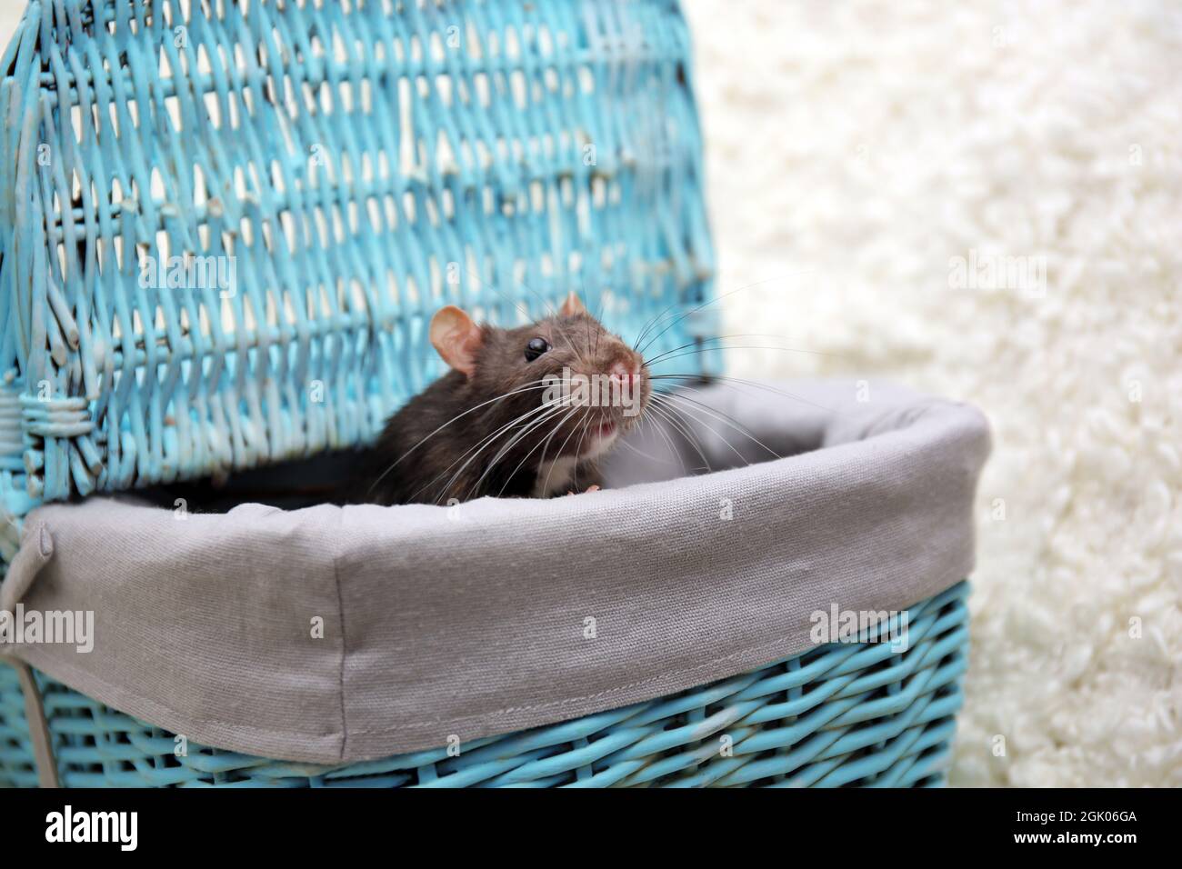 Cute funny rat in wicker laundry basket at home Stock Photo - Alamy