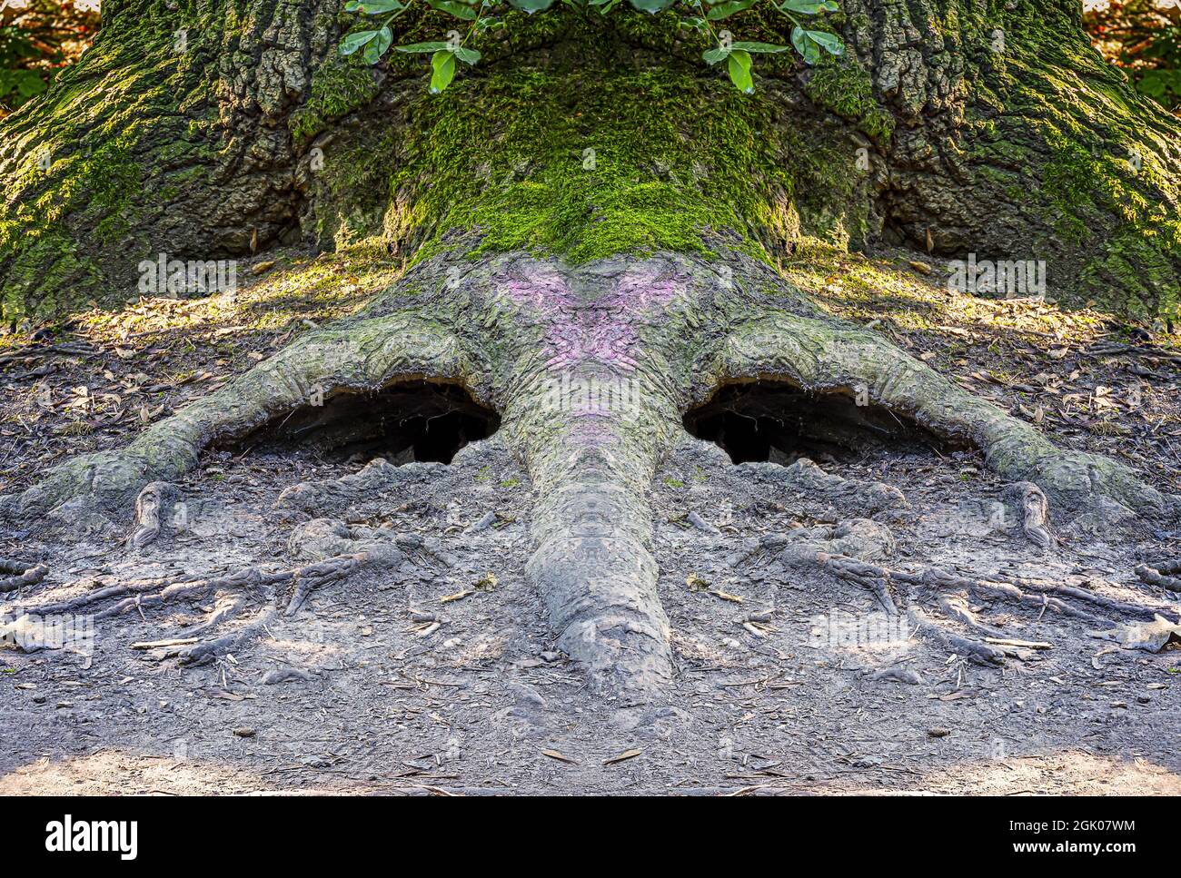 Tree root that looks like eyes. One picture is flipped Stock Photo - Alamy