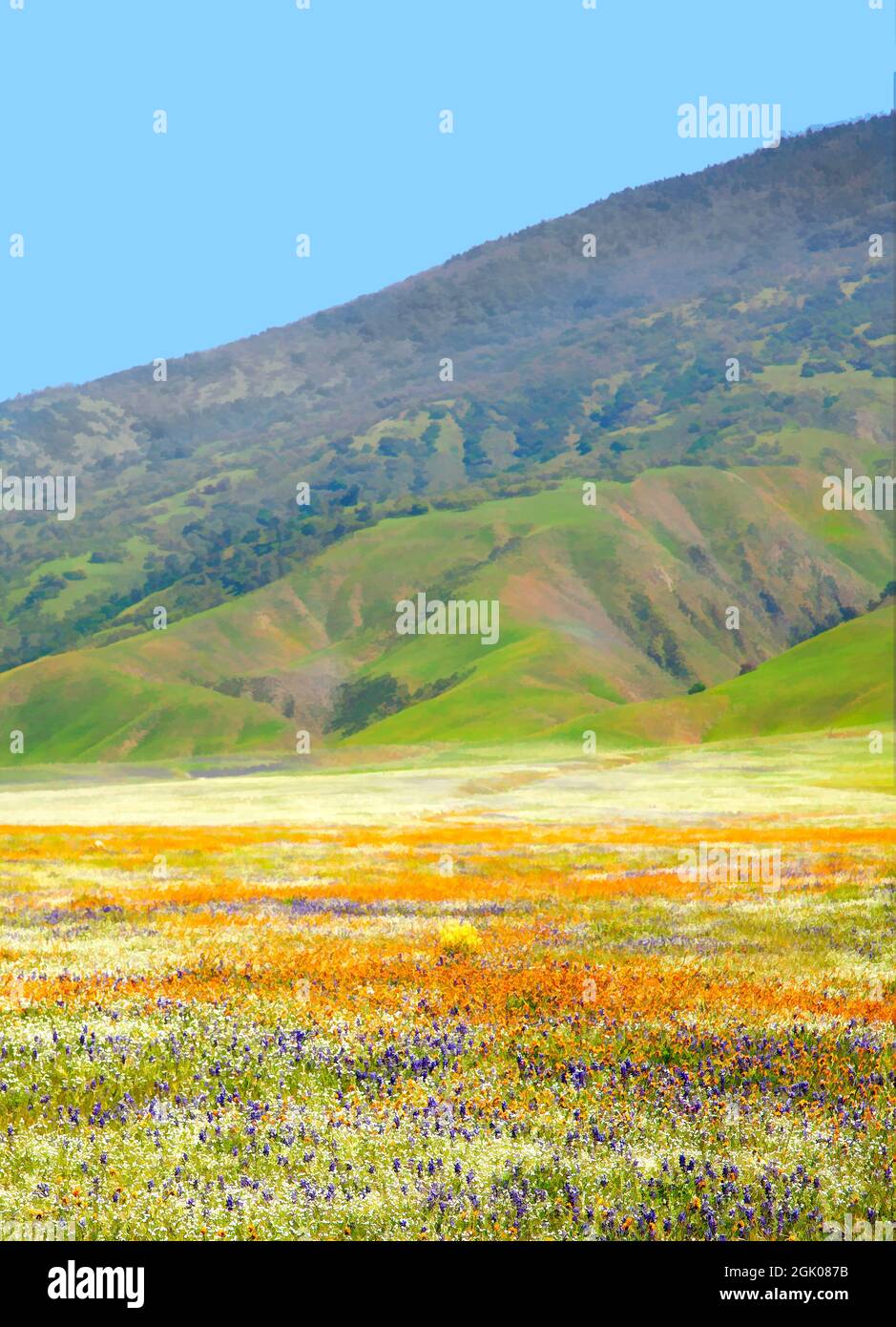 Spring poppies and lupin in a California meadow Stock Photo - Alamy