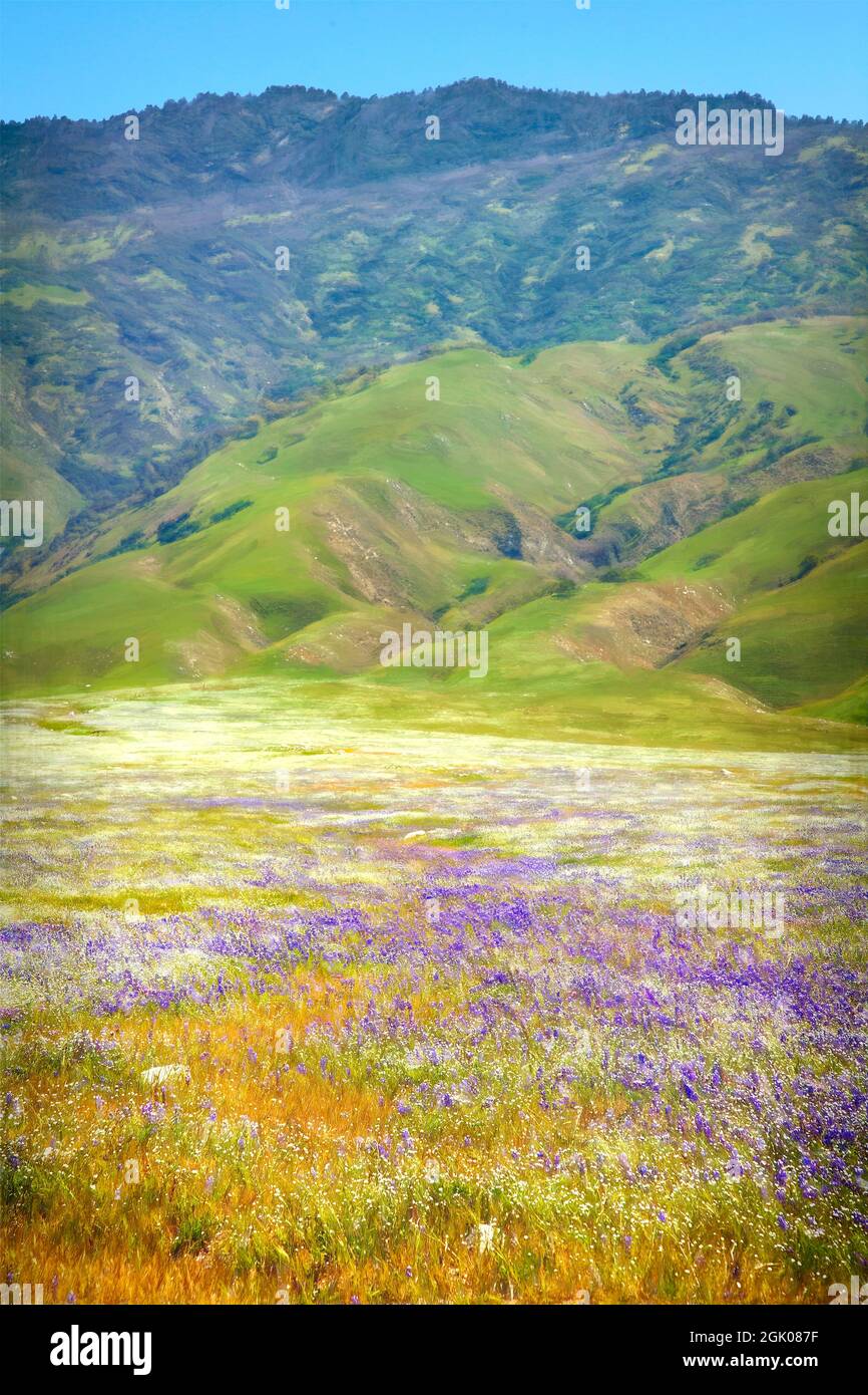 Spring poppies and lupin in a California meadow Stock Photo - Alamy
