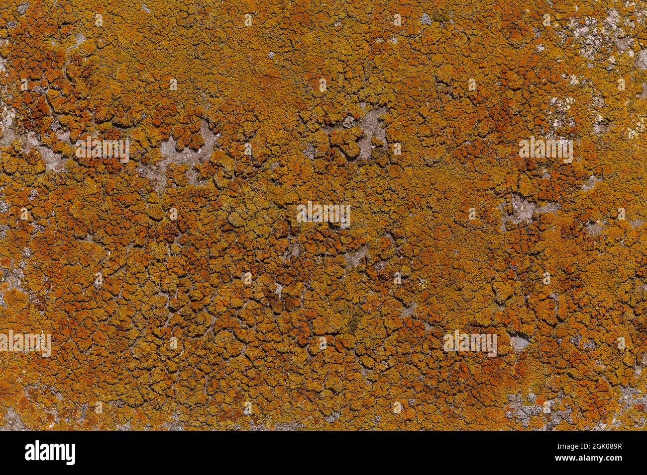close up of orange sea lichen on pier Stock Photo - Alamy