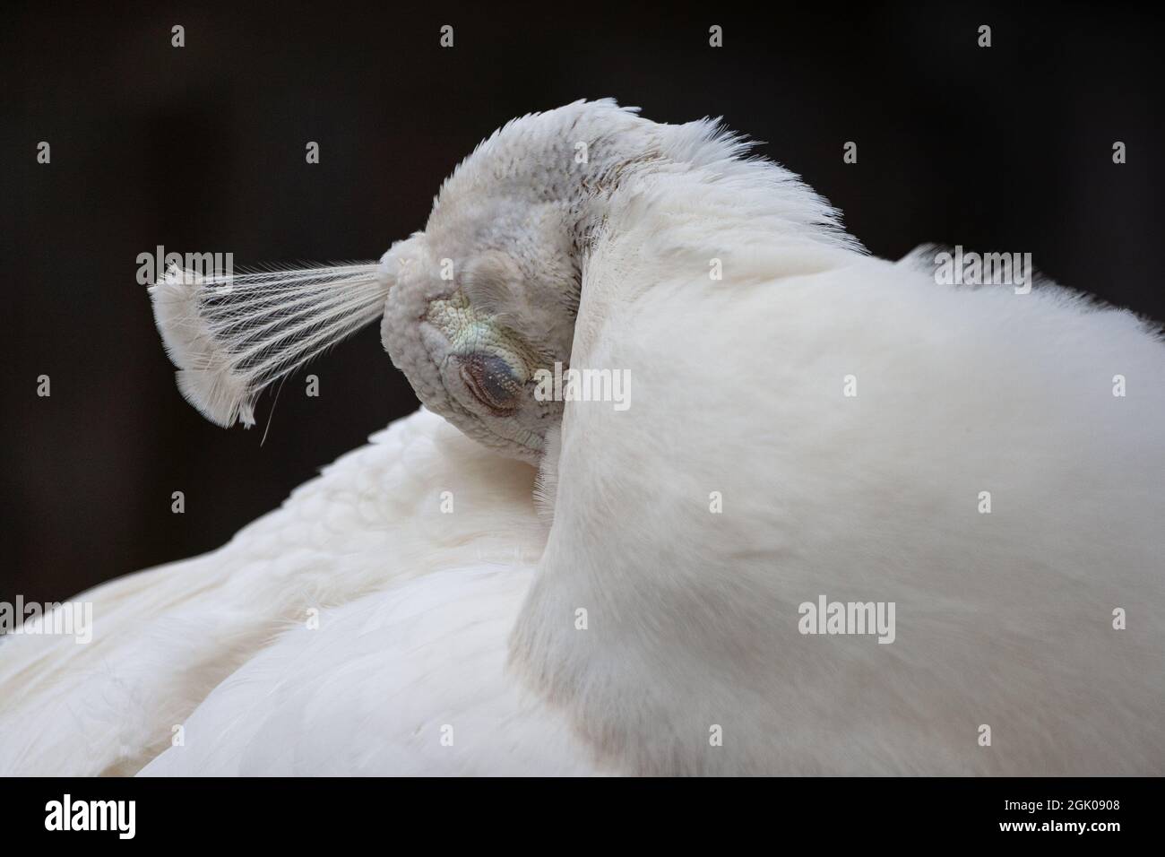 Preening Peacock High Resolution Stock Photography and Images - Alamy