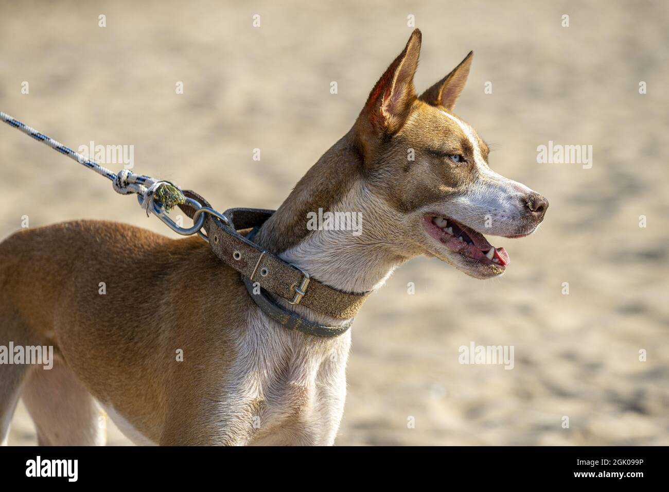 A closeup of a Carolina dog with a collar on a blurry background Stock ...