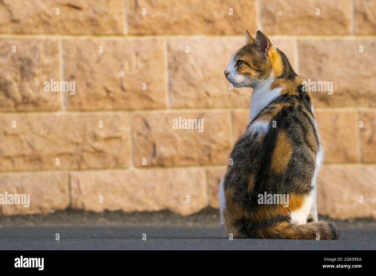 Multi color cat hi-res stock photography and images - Alamy