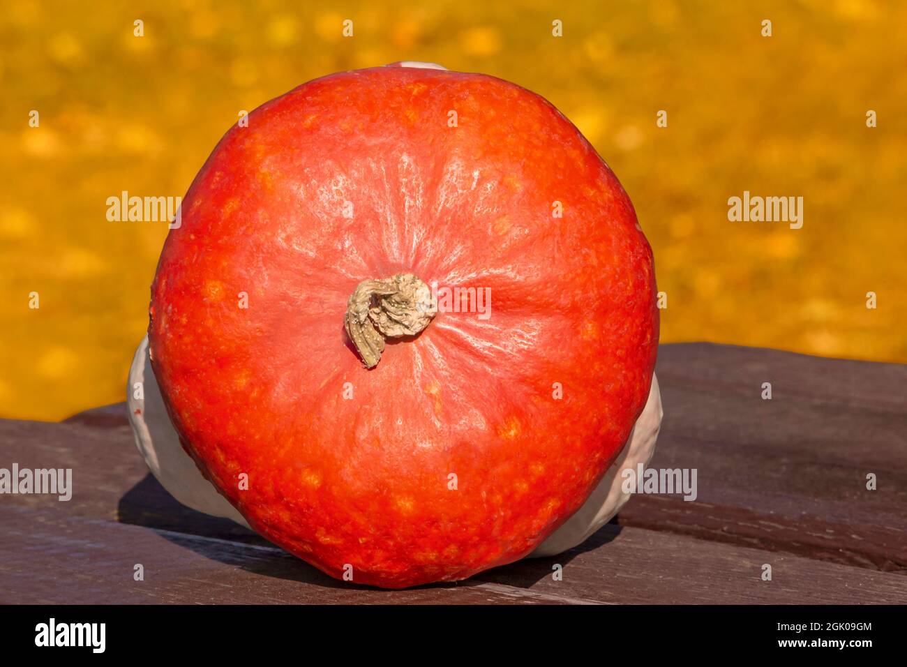 close up of pumpkin lying on bench against orange background Stock ...