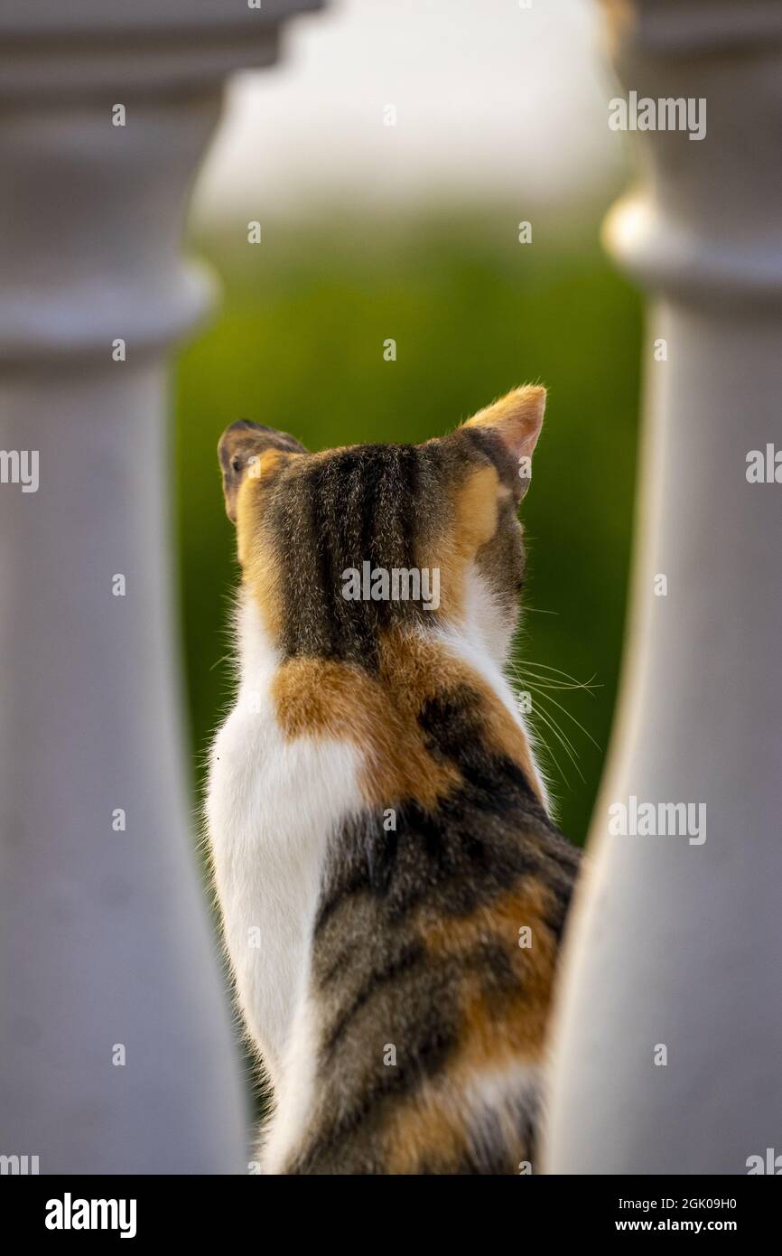 Multi color cat hi-res stock photography and images - Alamy